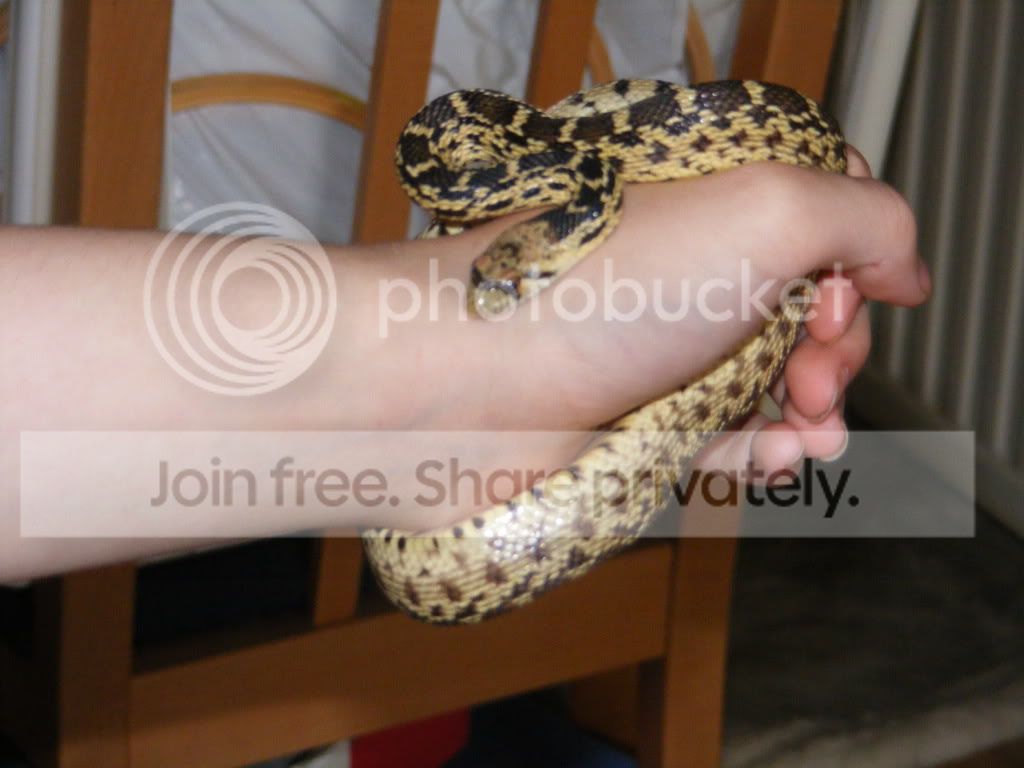 Freshly shed bull snake pictures | Reptile Forums