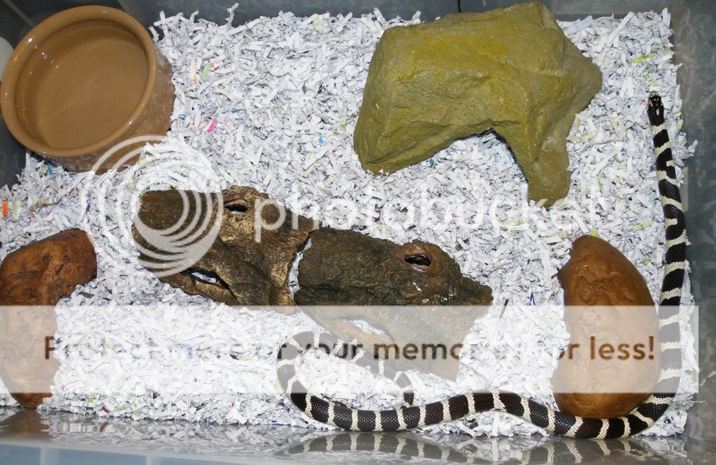 Snakes Checking Out New Substrate | Reptile Forums