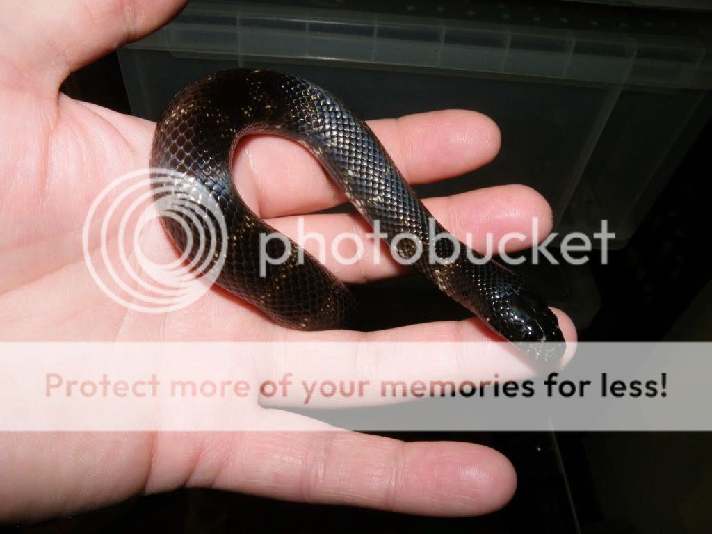 Mbk Or Hybrid | Reptile Forums